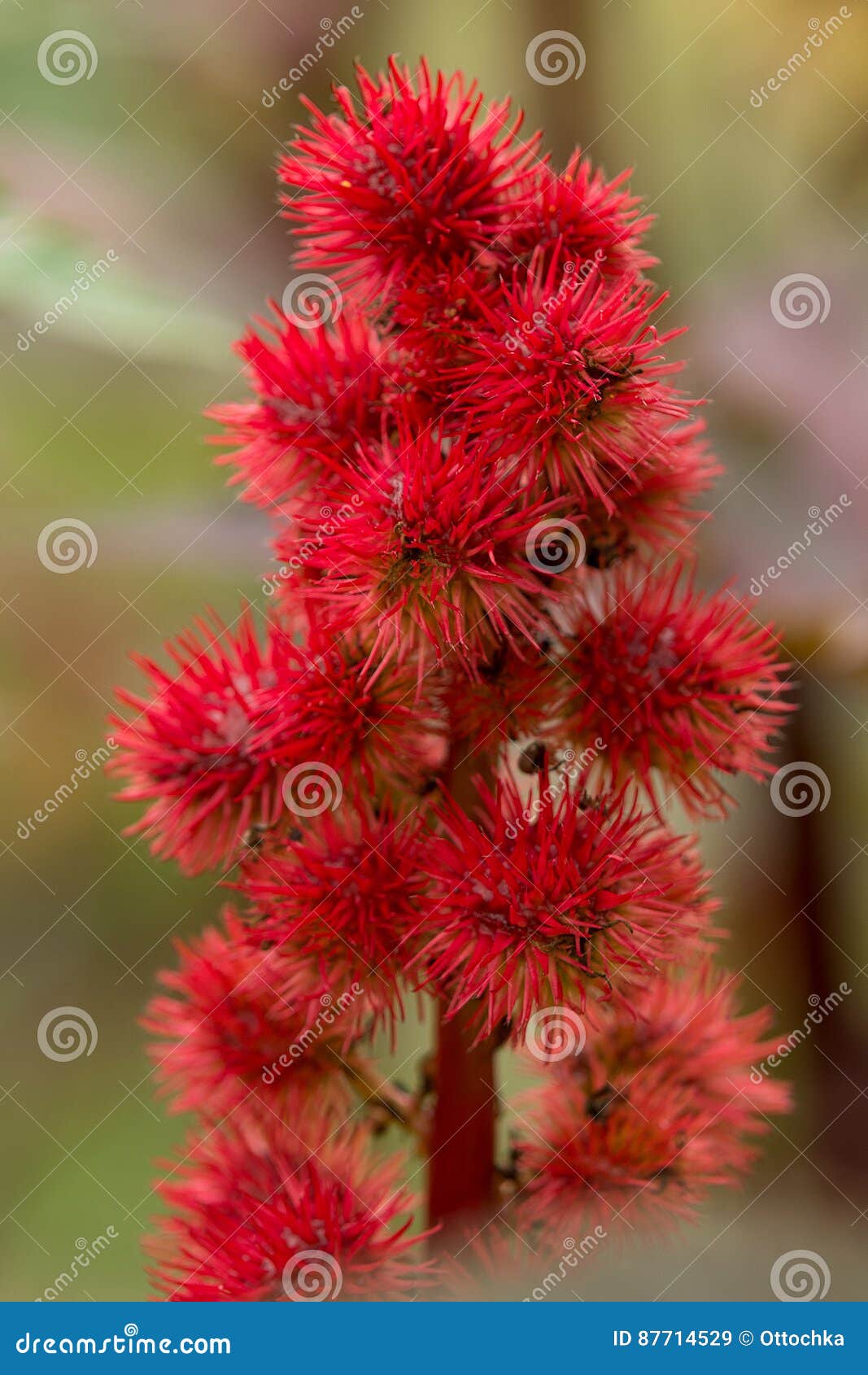 Flower castor bean stock image. Image of beautiful, botanical - 87714529