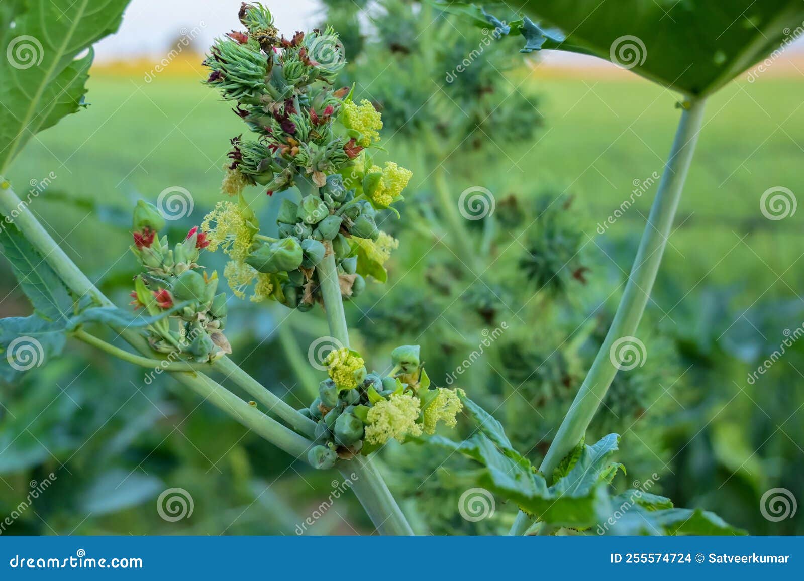 Flower of Castor oil plant stock photo. Image of tropical - 255574724