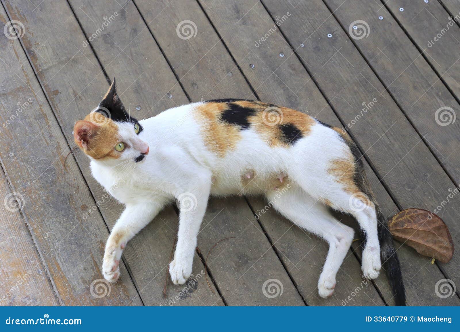 Flower cat look back stock image. Image of feline, lovely - 33640779