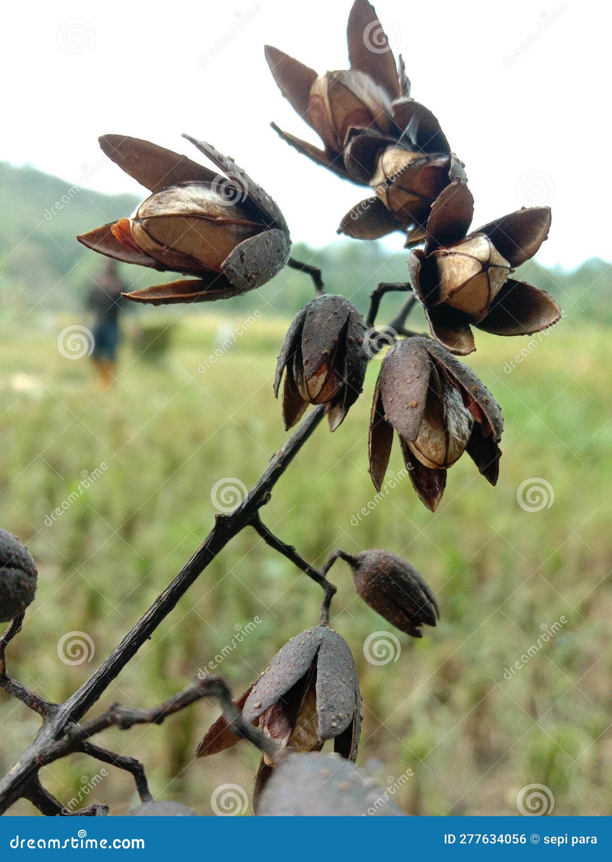 The Flower of the Cedrella Fissilis Tree Stock Photo - Image of produce ...