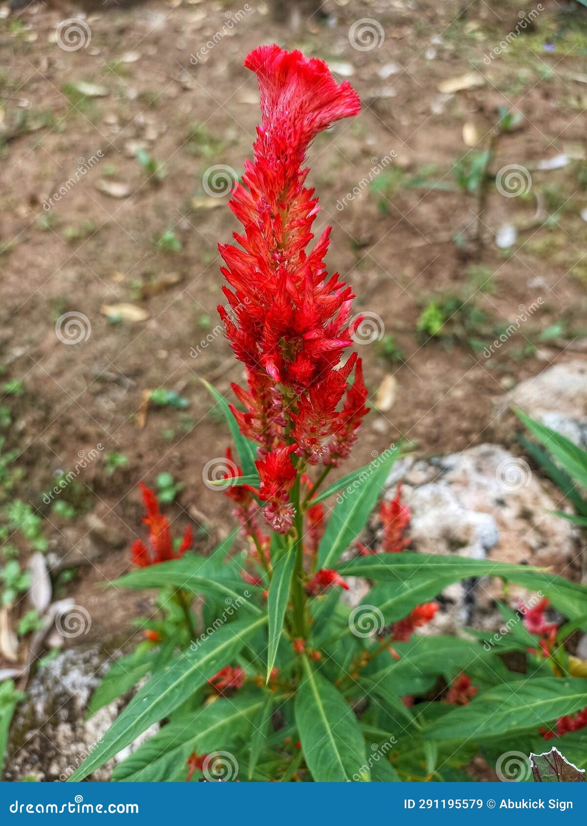 Flower of Celosia , Red Flower is really Beautiful Stock Image - Image ...