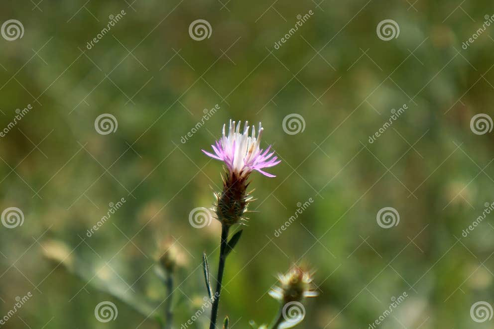 Flower of Centaurea Diffusa (diffuse Knapweed) Stock Image - Image of diffusa, centaurea: 283304397
