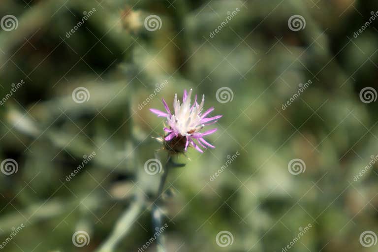 Flower of Centaurea Diffusa (diffuse Knapweed) Stock Image - Image of plant, herb: 283304399