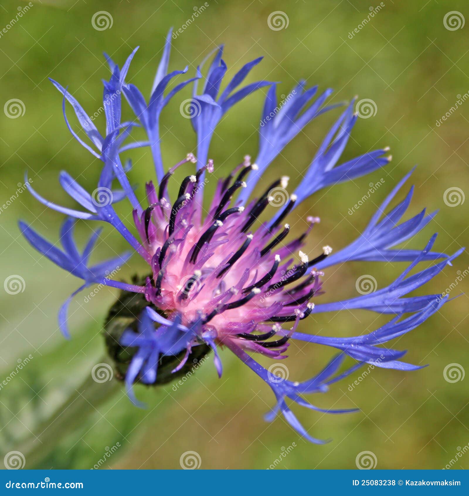 Flower of Centaurea Montana Stock Photo - Image of macro, centauries ...