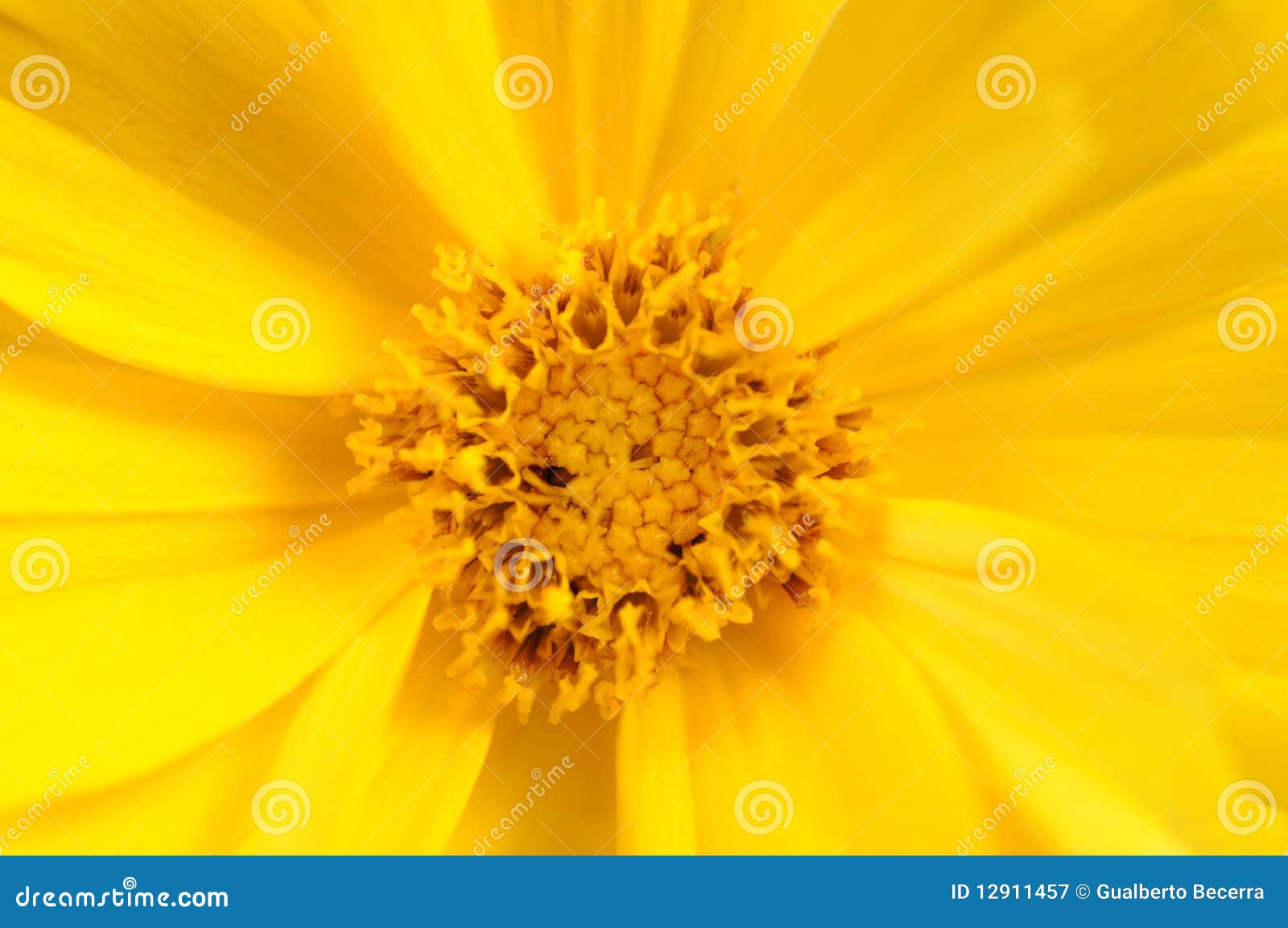 Flower center stock image. Image of floral, bright, flower - 12911457