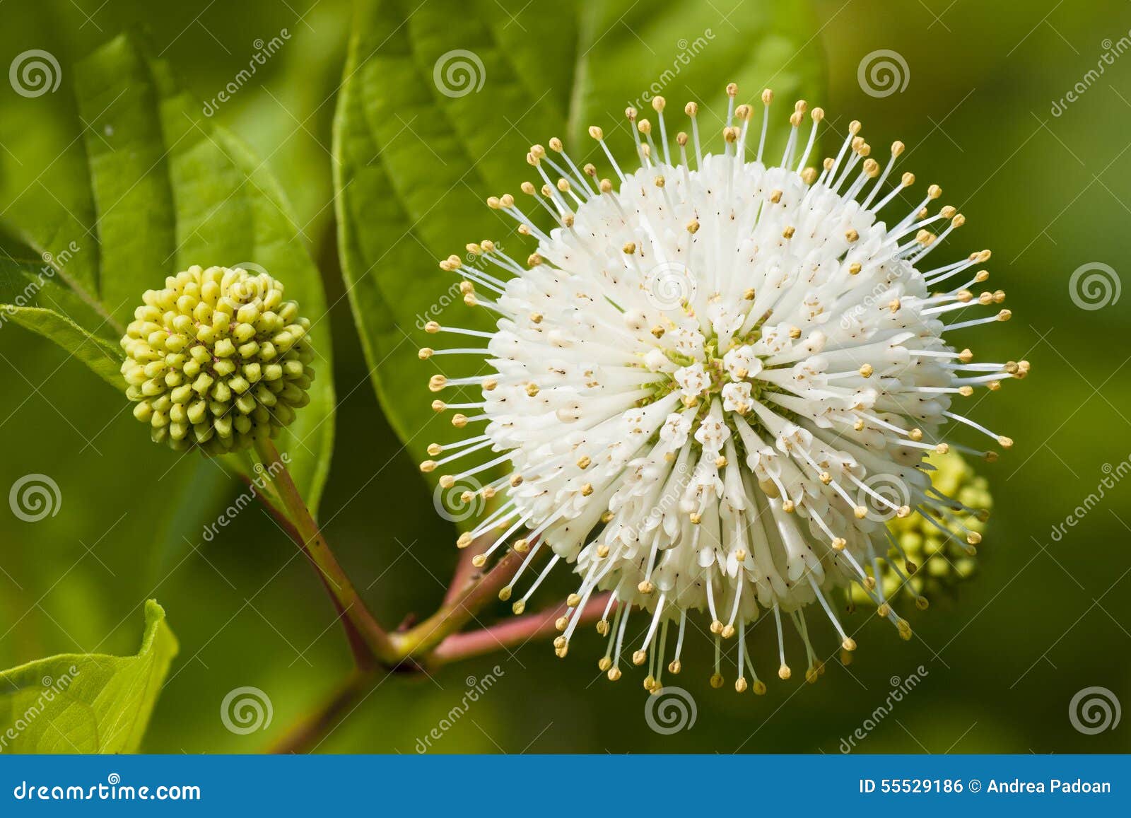 Flower or Cephalanthus Occidentalis, Known Also As Button Bush. Stock ...