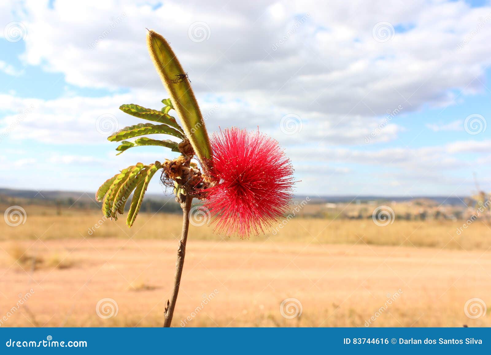 Flower of the Cerrado stock photo. Image of cerrado, flor - 83744616