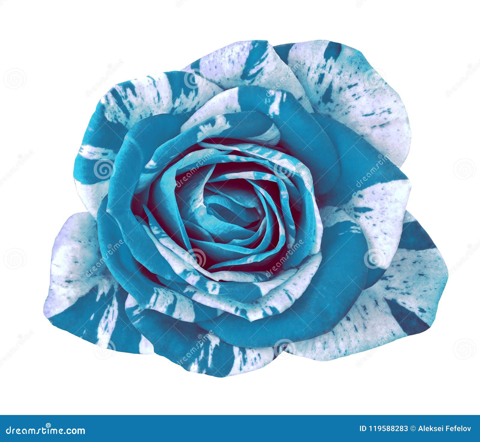 Flower Cerulean White Rose Isolated on White Background. Close-up Stock ...