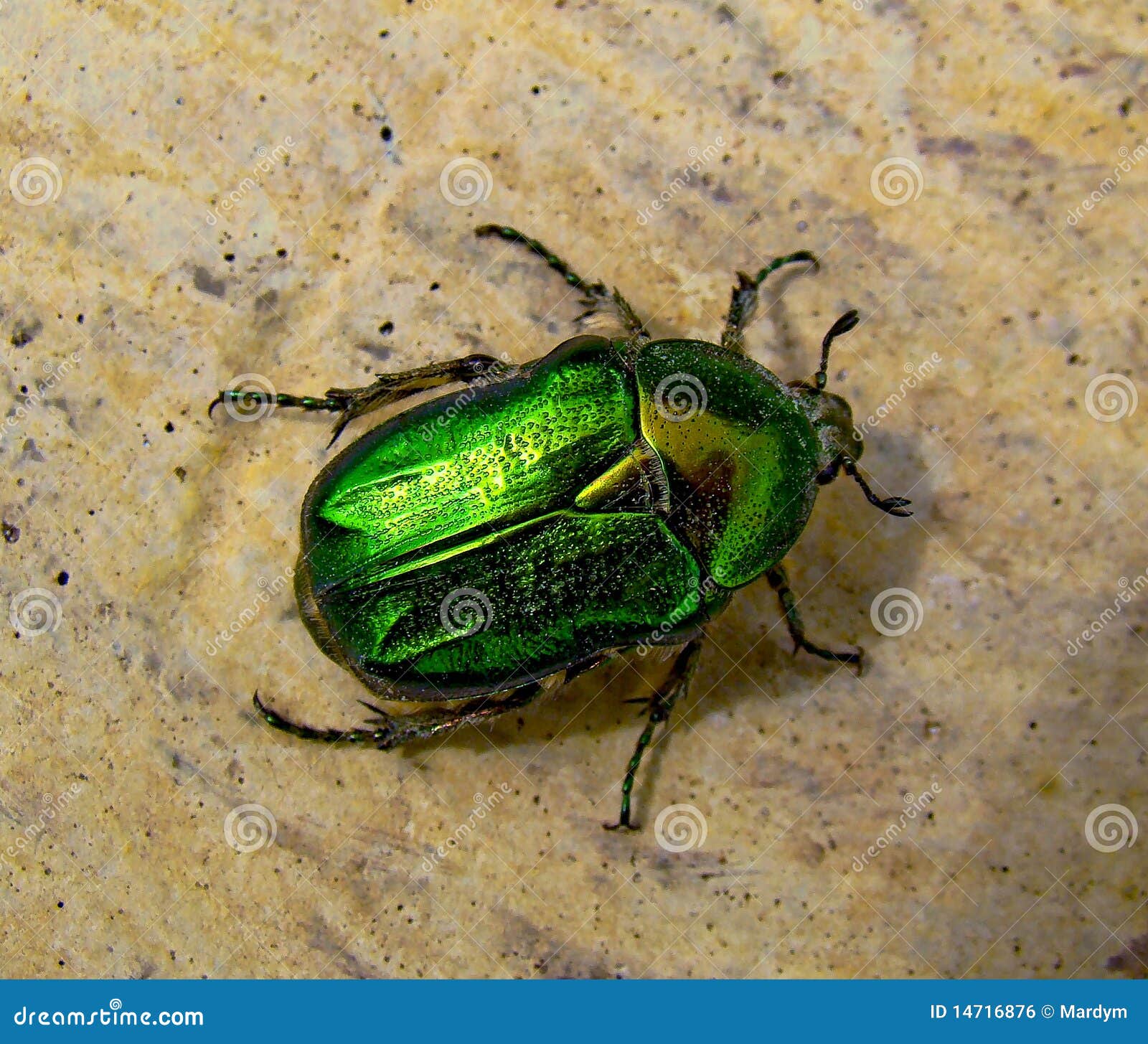 The Flower Chafer stock photo. Image of large, fauna - 14716876
