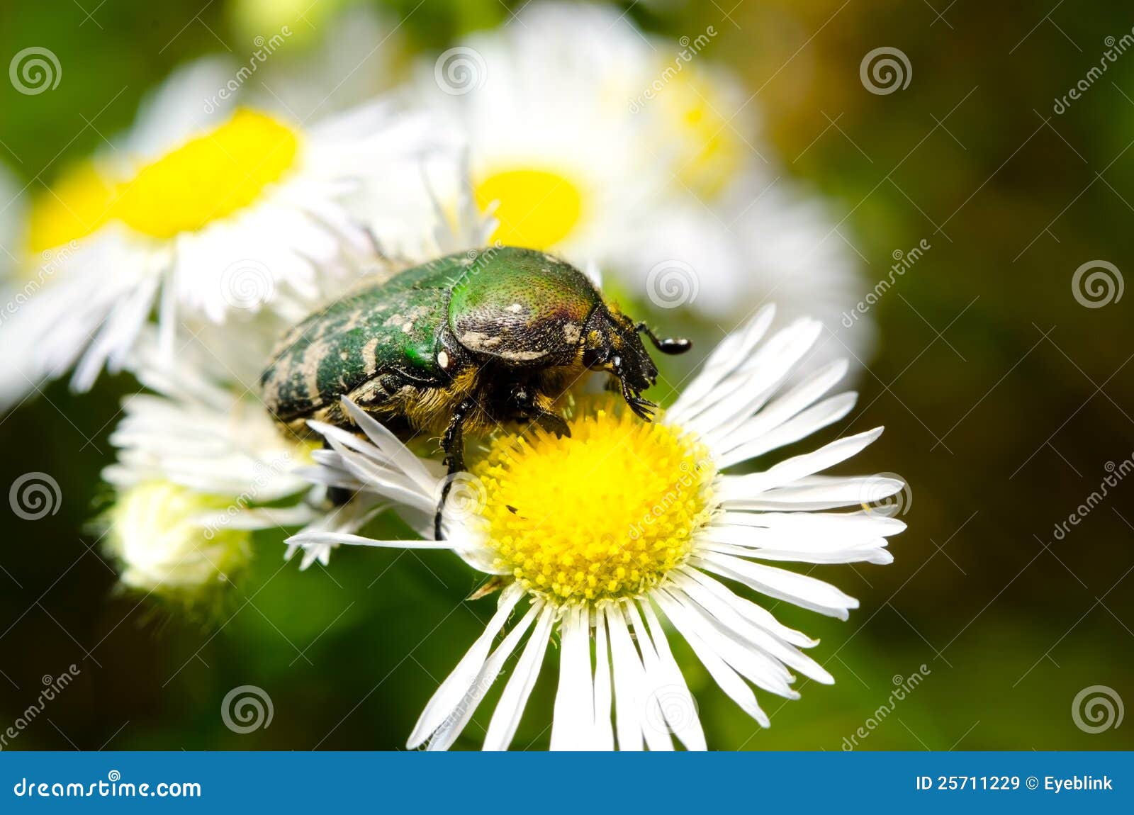 Flower chafer stock image. Image of hexapod, wildlife - 25711229