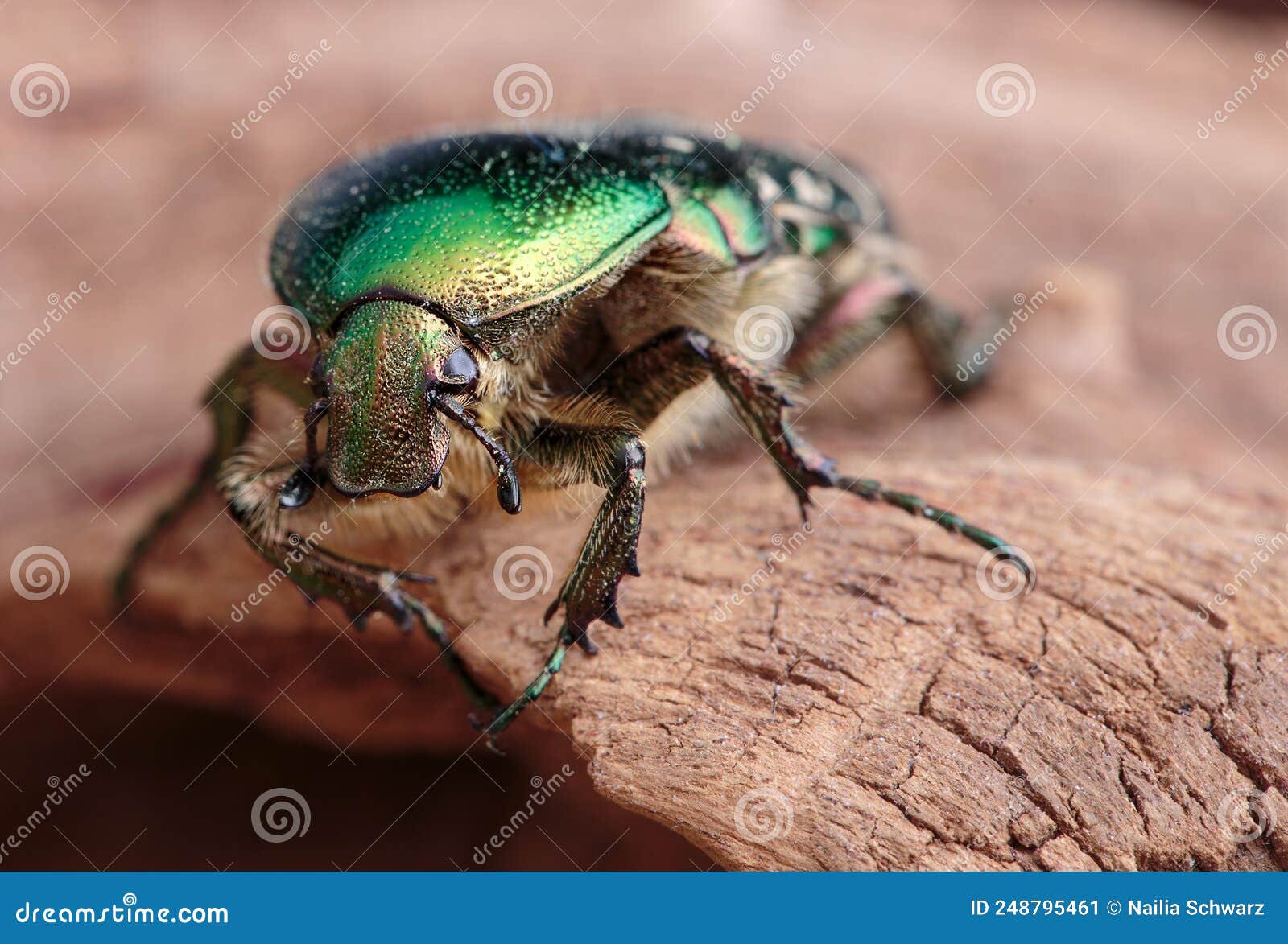 Flower chafer stock image. Image of shiny, detail, portrait - 248795461