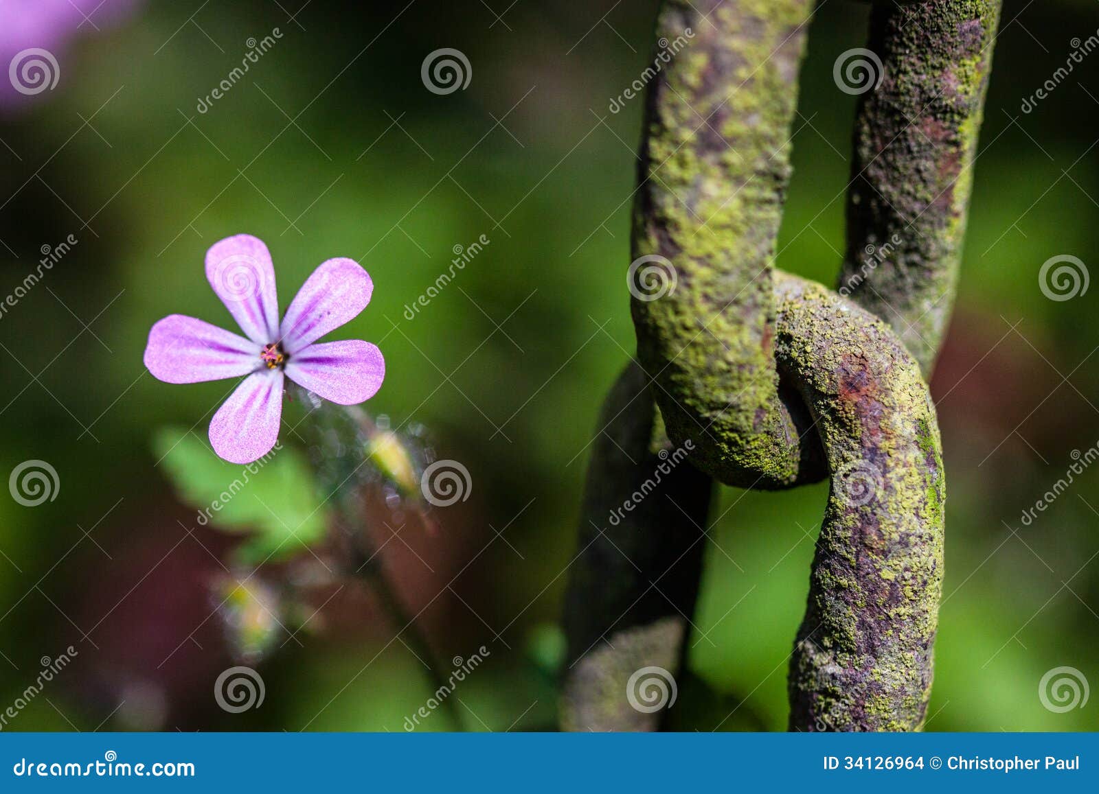 Flower and chain stock photo. Image of flower, nature - 34126964