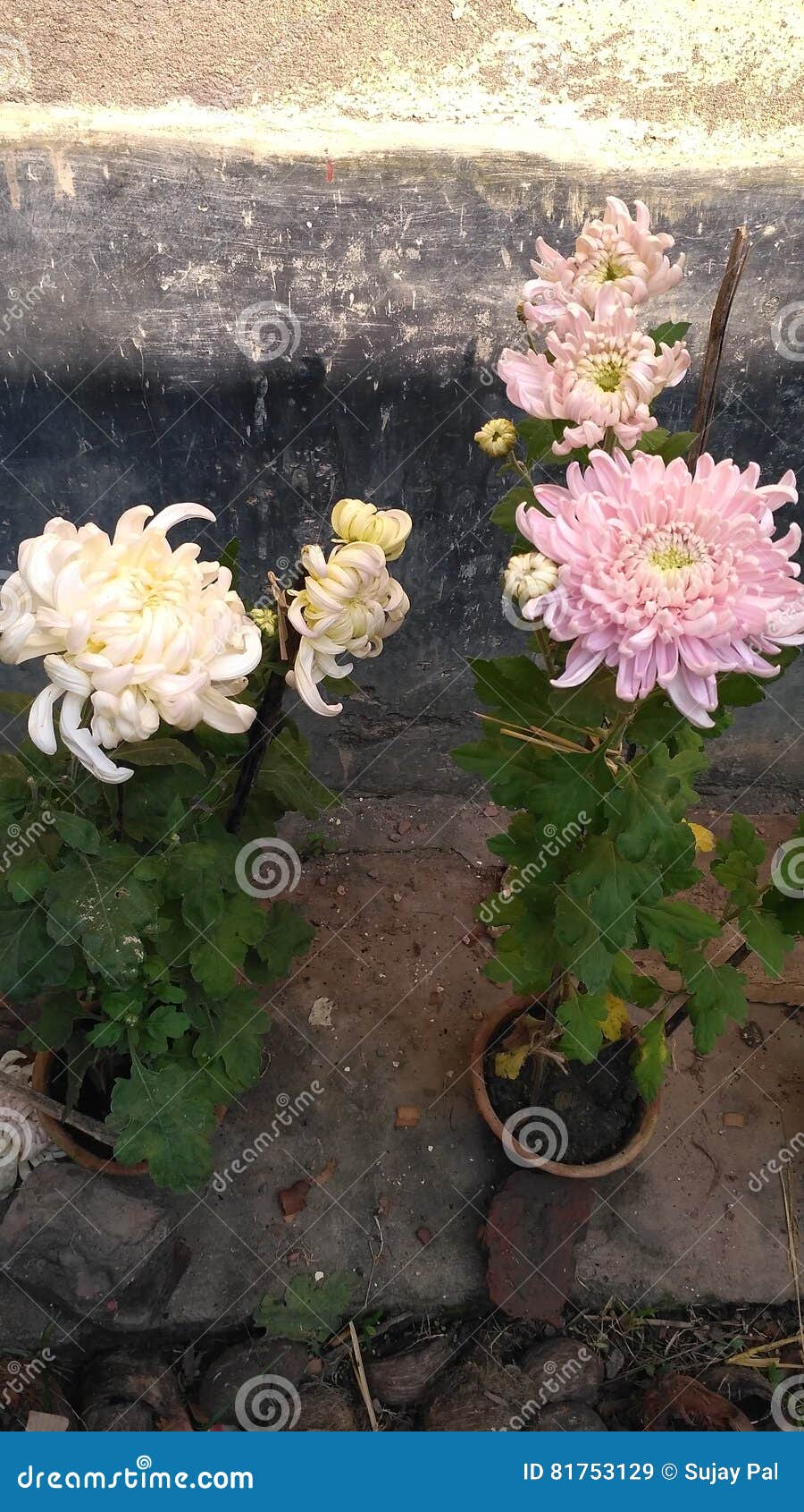 Mollika Flower Stock Photos - Free & Royalty-Free Stock Photos from ...