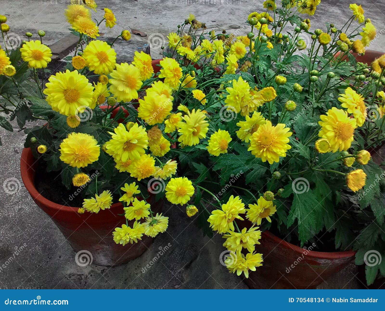 Flower chandramallika stock photo. Image of chandramallika - 70548134