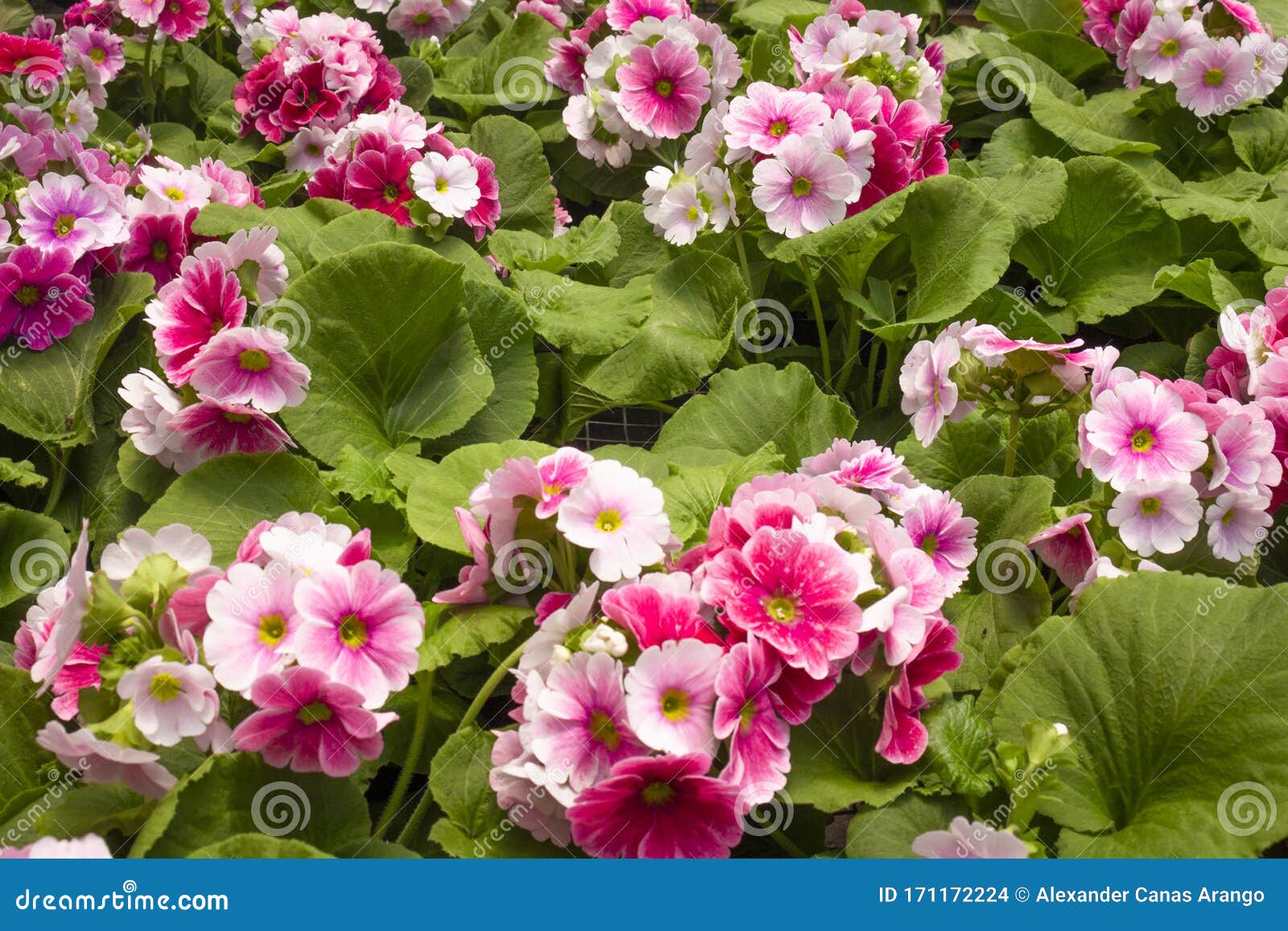 Beautiful of Spring Primroses Flowers Primula Polyanthus or Perennial ...