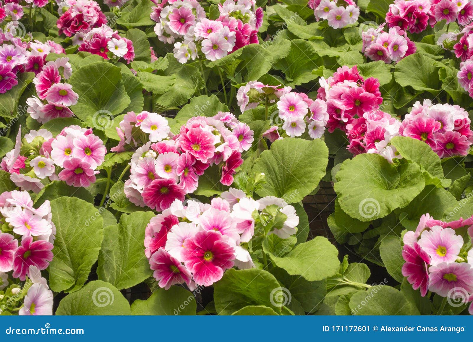 Beautiful of Spring Primroses Flowers Primula Polyanthus or Perennial ...