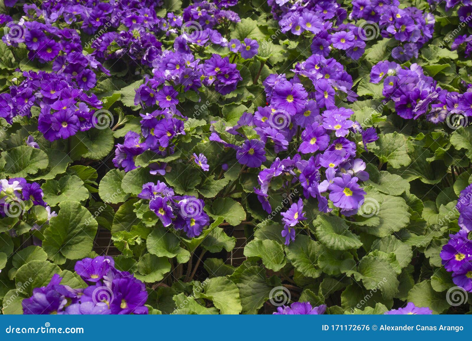 Beautiful of Spring Primroses Flowers Primula Polyanthus or Perennial ...
