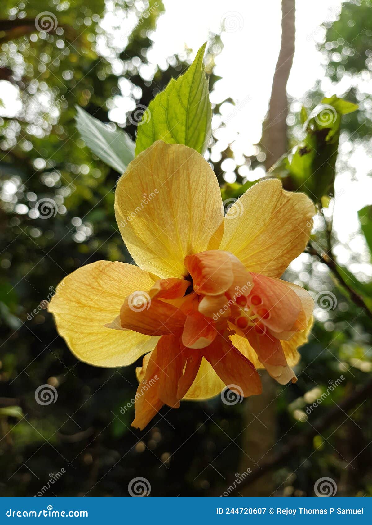 Flower, Chembarathi, Hibiscus, Rose of China Stock Image - Image of ...