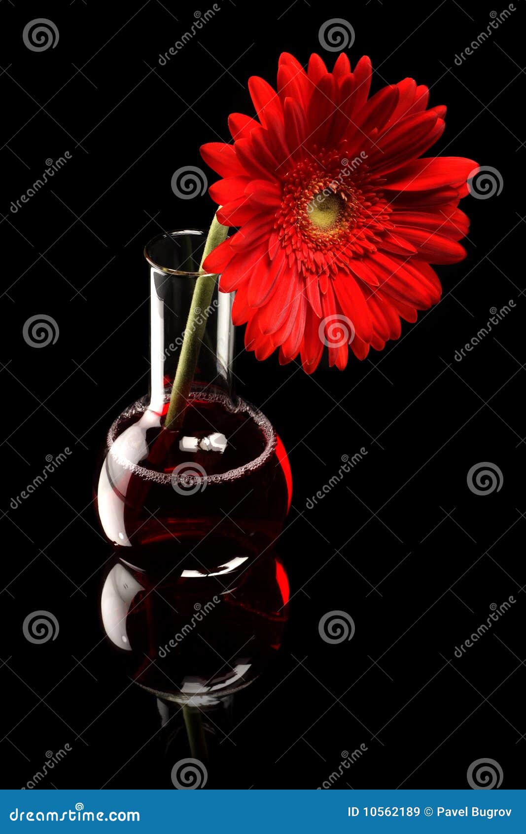 Flower a chemical stock image. Image of hippocastanum - 10562189