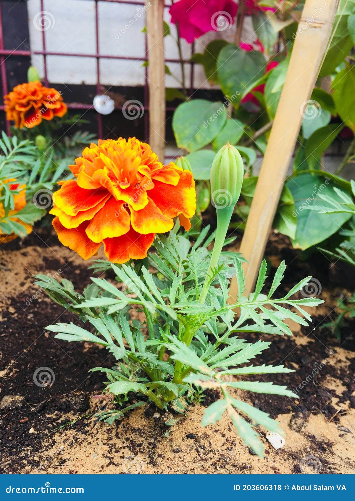 Flower, chendumalli, red stock photo. Image of green - 203606318