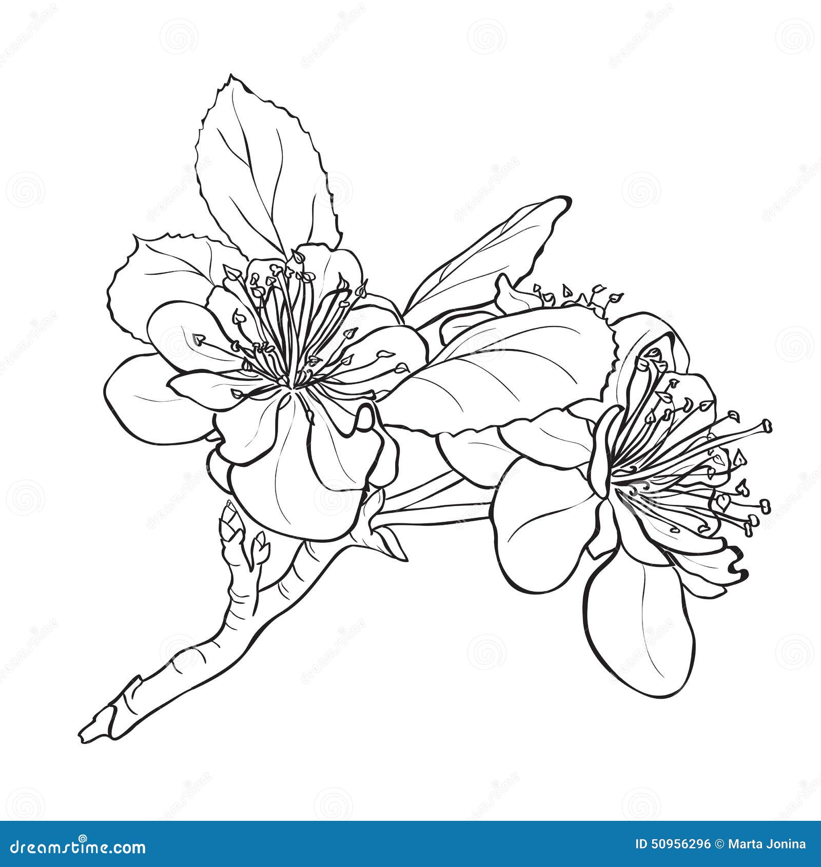 Peach Tree Blossom Drawing
