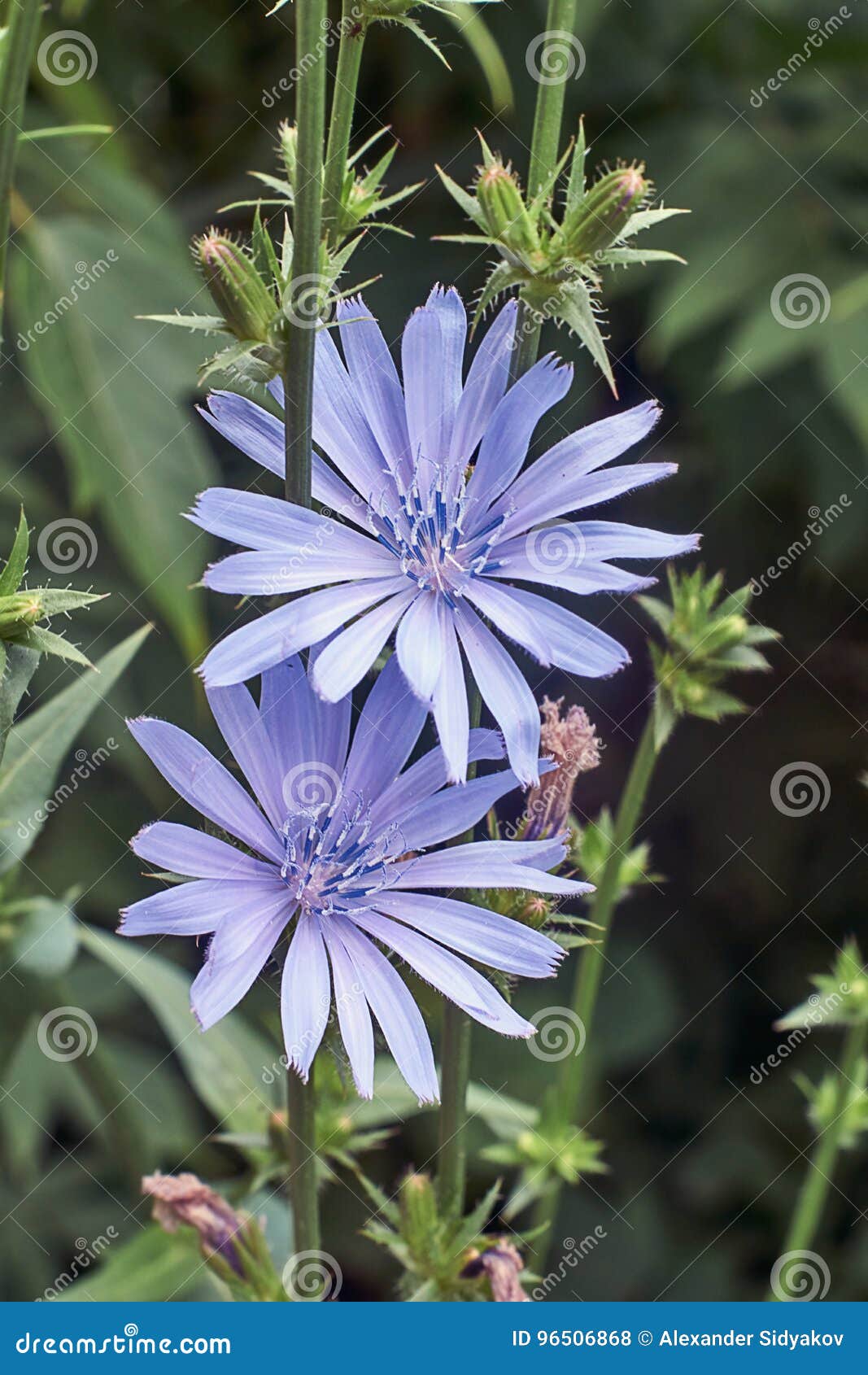 Flower chicory . stock photo. Image of environment, freshness - 96506868