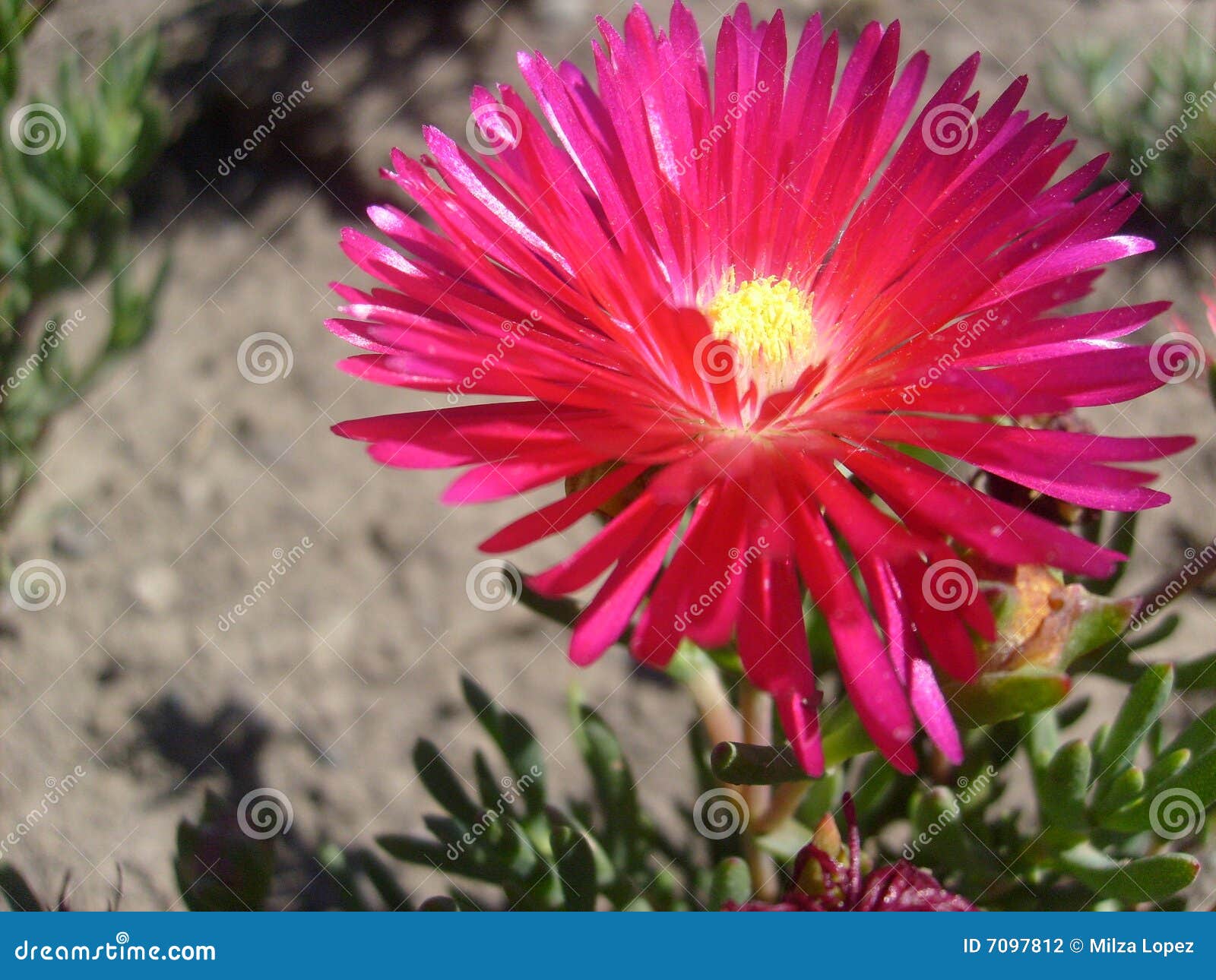Flower of Chile stock photo. Image of ecology, pink, nature - 7097812