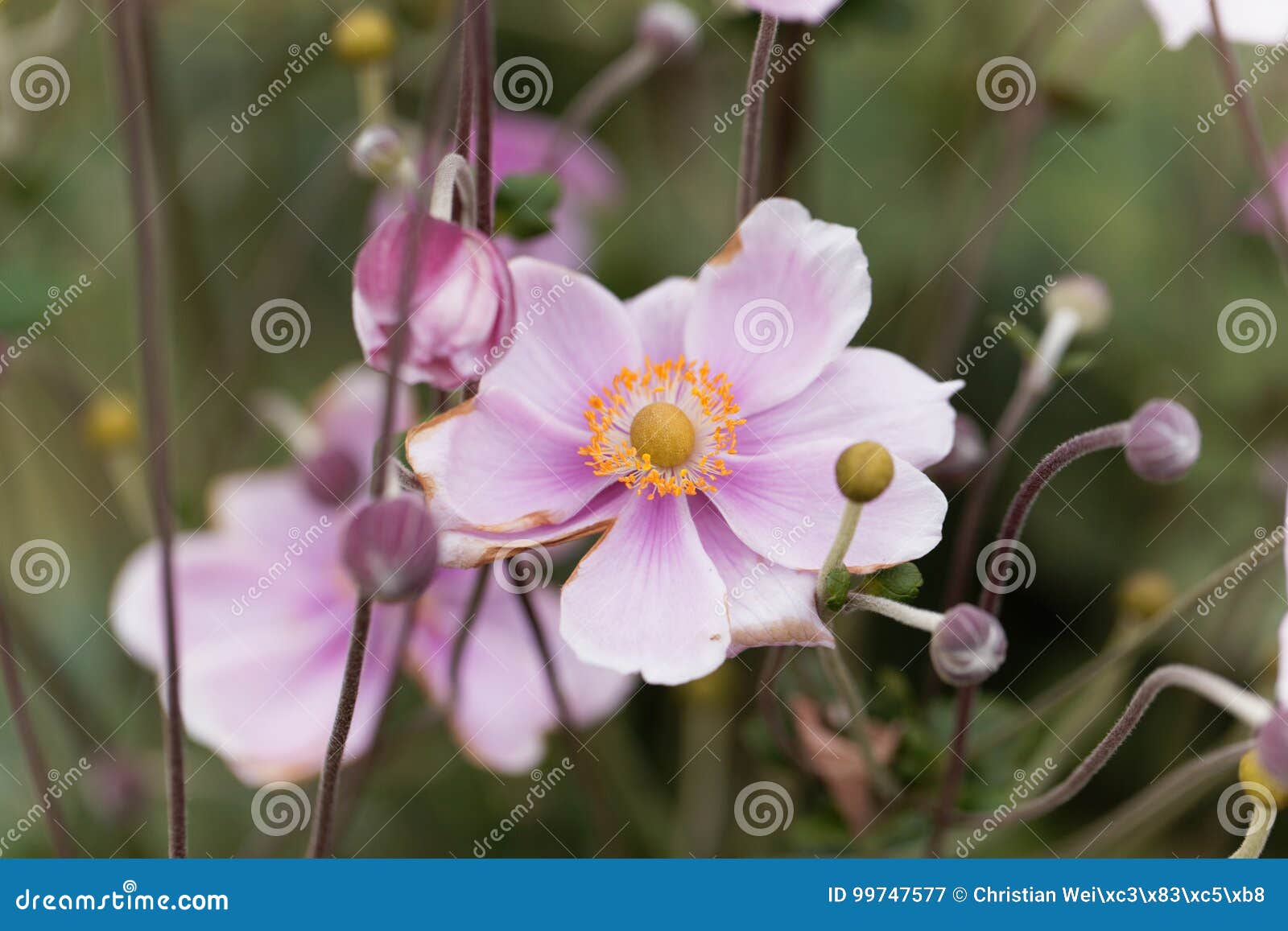 Chinese Anemone Anemone Hupehensis Stock Image - Image of ornamental ...
