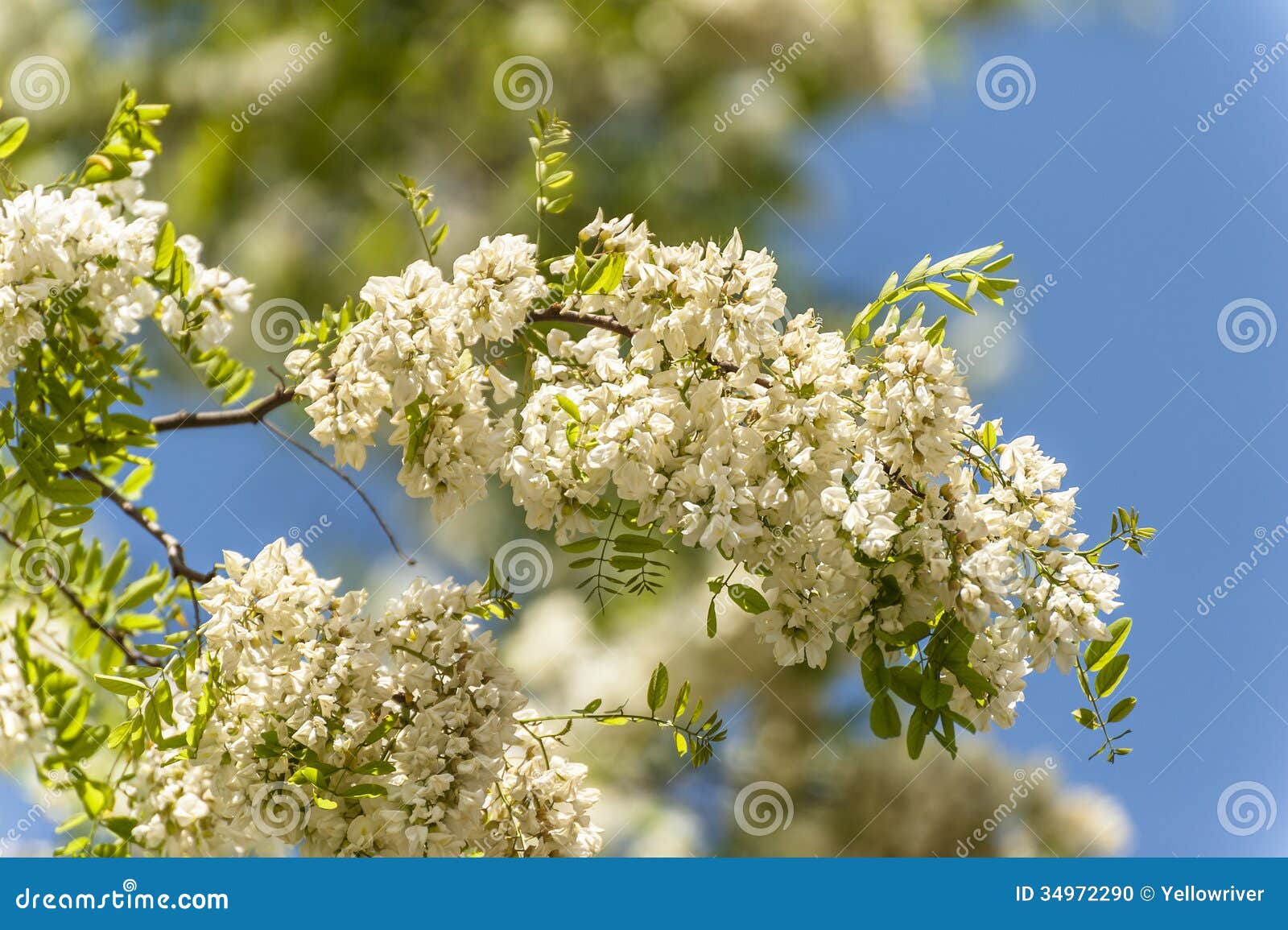 Flower of Chinese Scholartree Stock Photo - Image of blossom ...