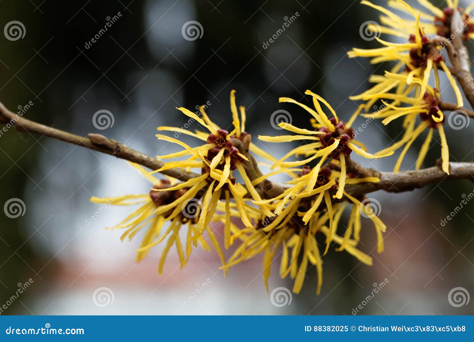 Flower of a Chinese Witch Hazel Stock Image - Image of chinese ...