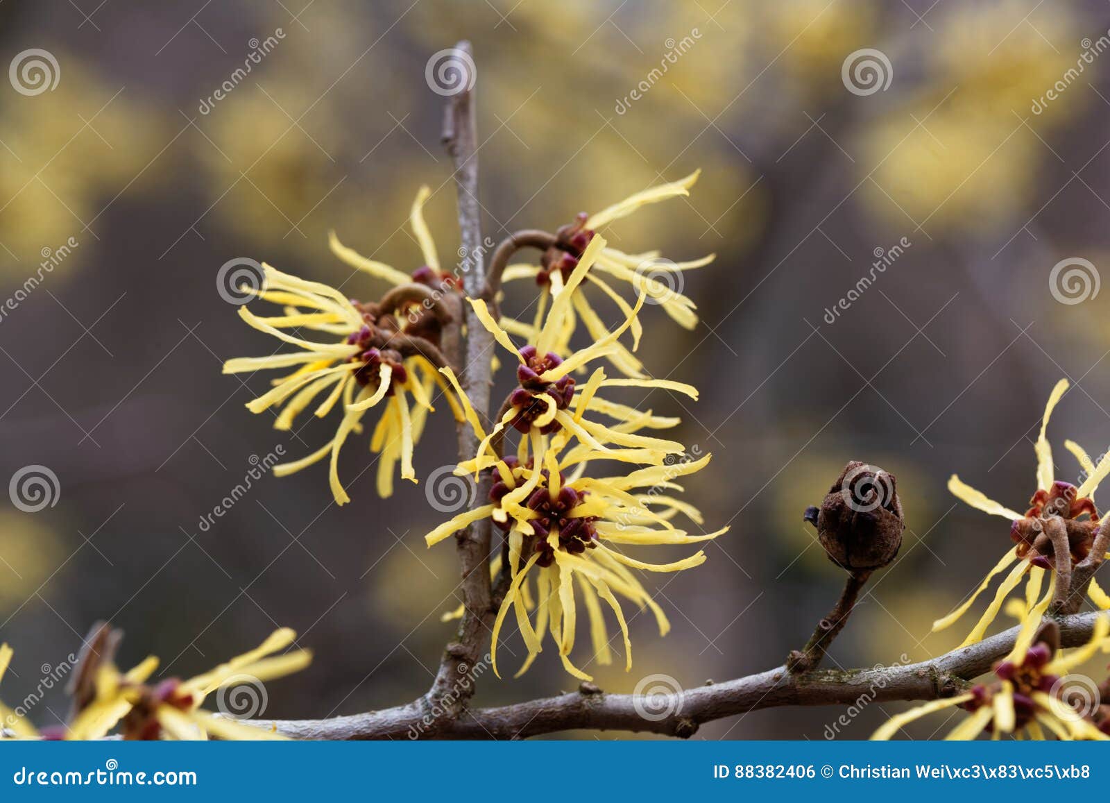 Flower of a Chinese Witch Hazel Stock Photo - Image of bush, blossom ...