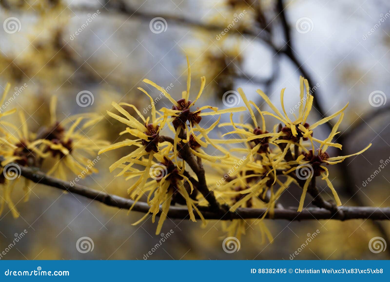 Flower of a Chinese Witch Hazel Stock Image - Image of growing ...