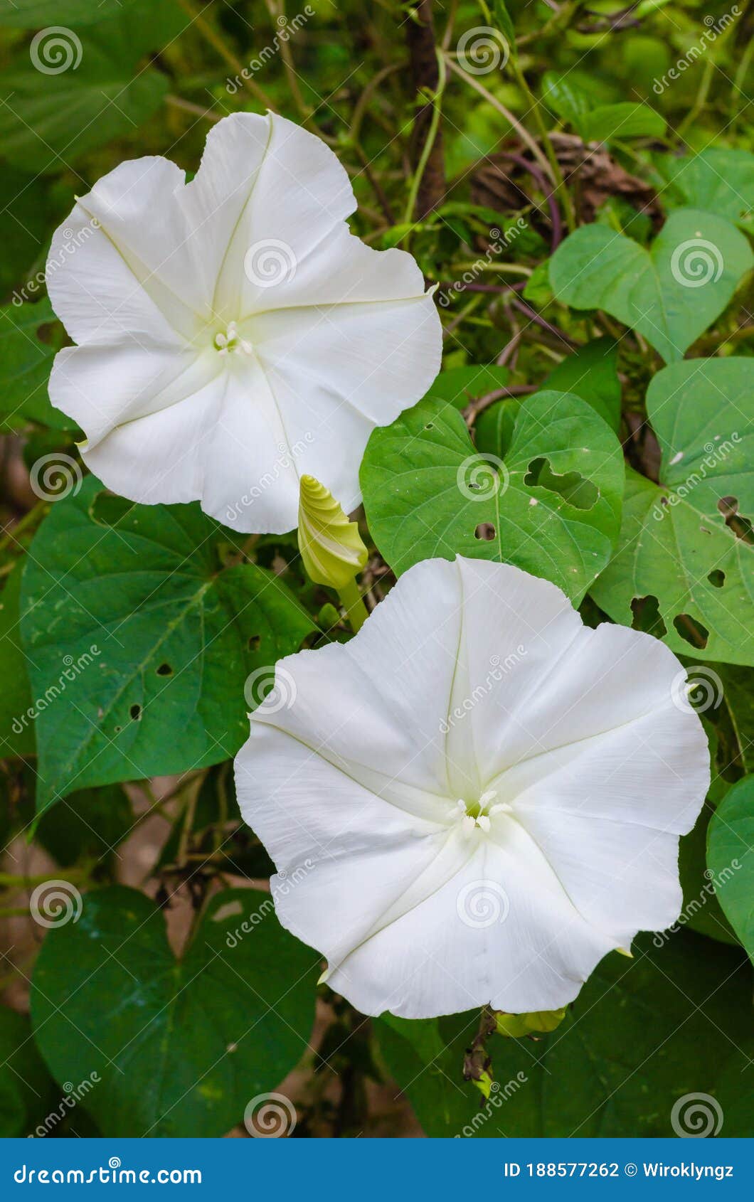 Moonflower or Ipomoea Alba is Botanical Name is Blooming in Natural ...