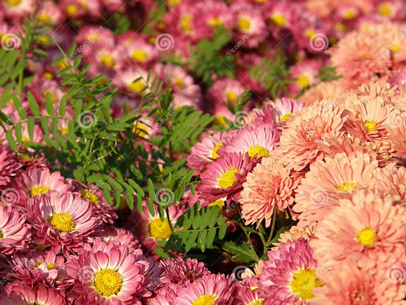 Flower of a chrysanthemum stock image. Image of stamens - 12941235