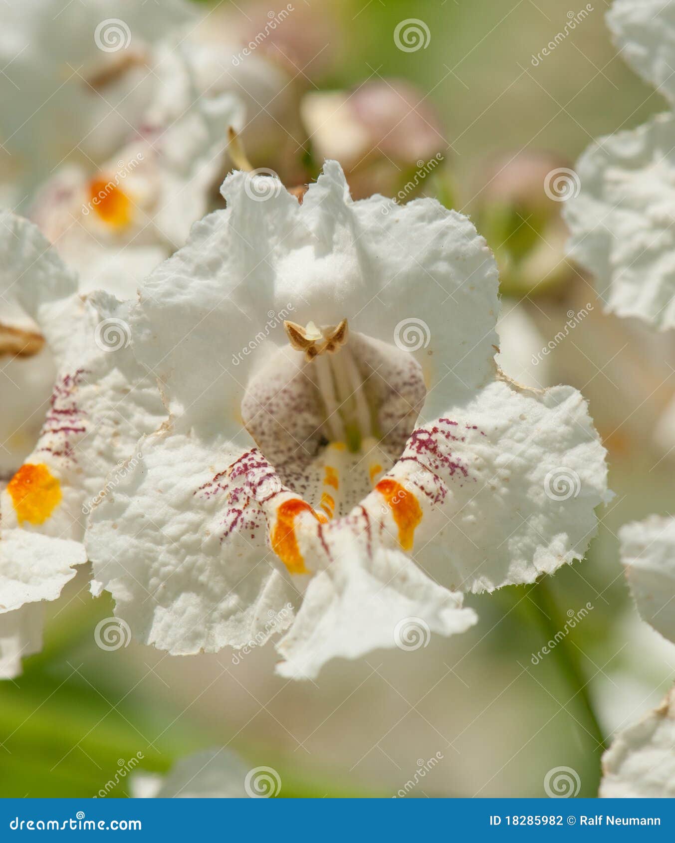 Flower of a Cigar tree stock photo. Image of western - 18285982