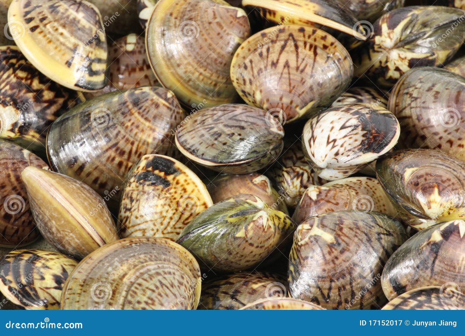 Flower clams stock image. Image of fish, food, nutrition - 17152017