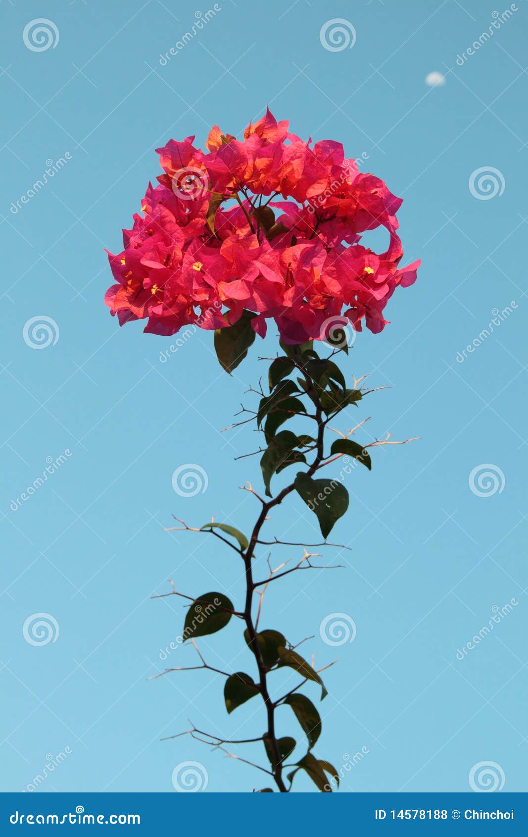 Flower with clear texture stock photo. Image of detail - 14578188