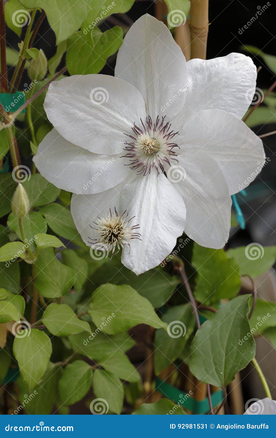 Flower Clementis Stock Photos - Free & Royalty-Free Stock Photos from ...