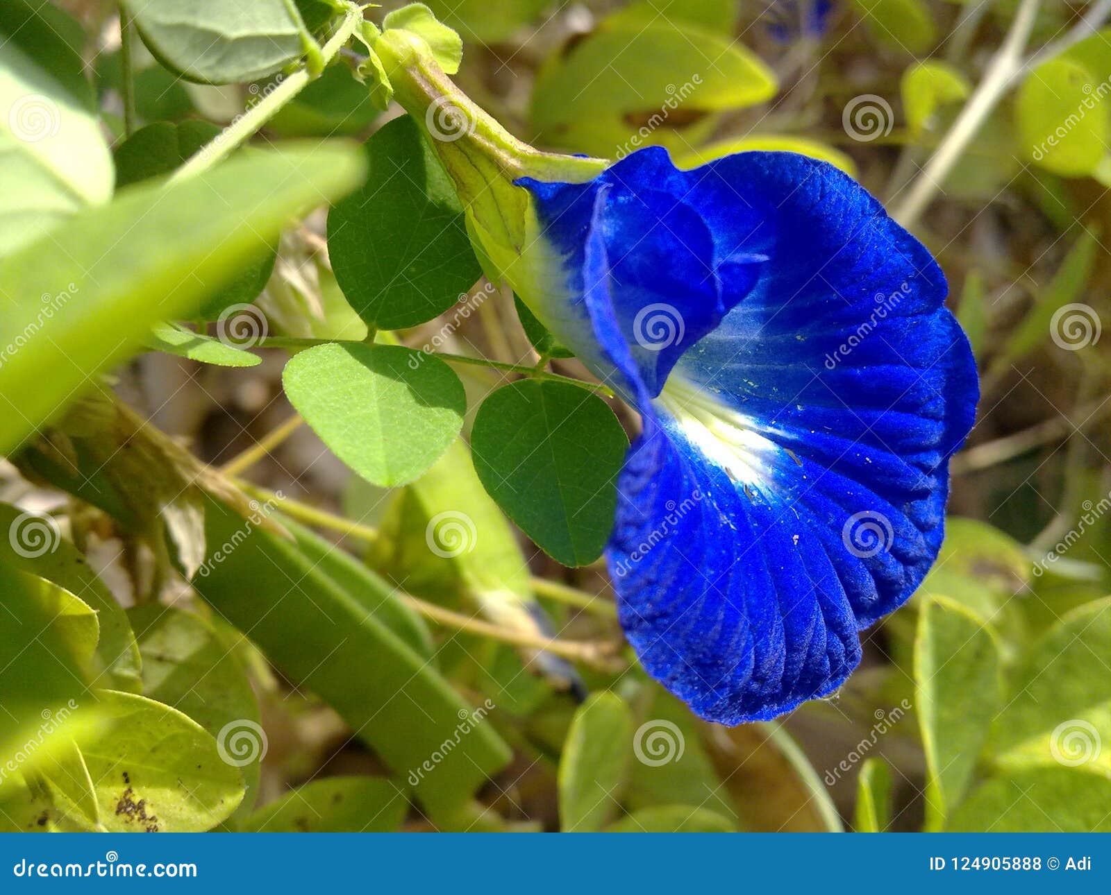 Clitorea ternatea stock photo. Image of tropical, ternatea - 124905888