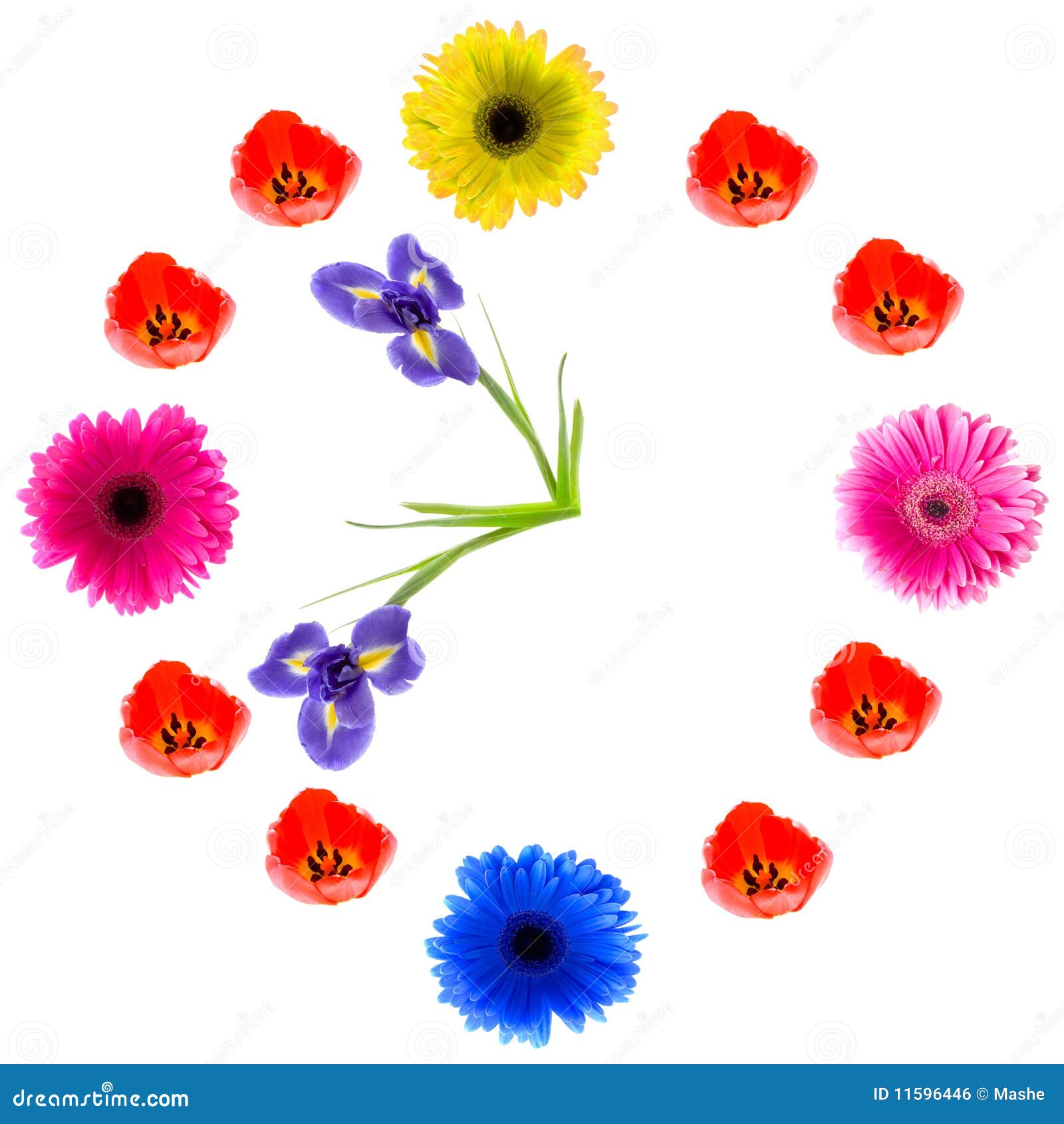 Flower clock. stock photo. Image of flora, spring, pure - 11596446