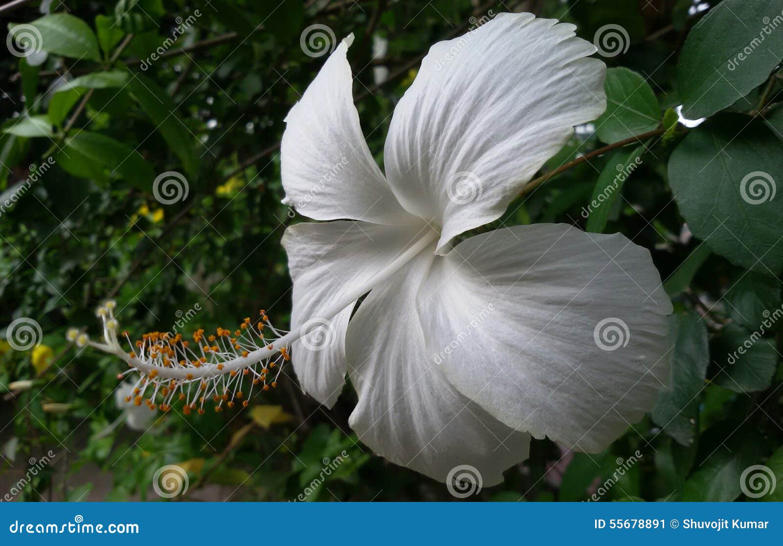 Flower stock image. Image of white, joba, close, shot - 55678891