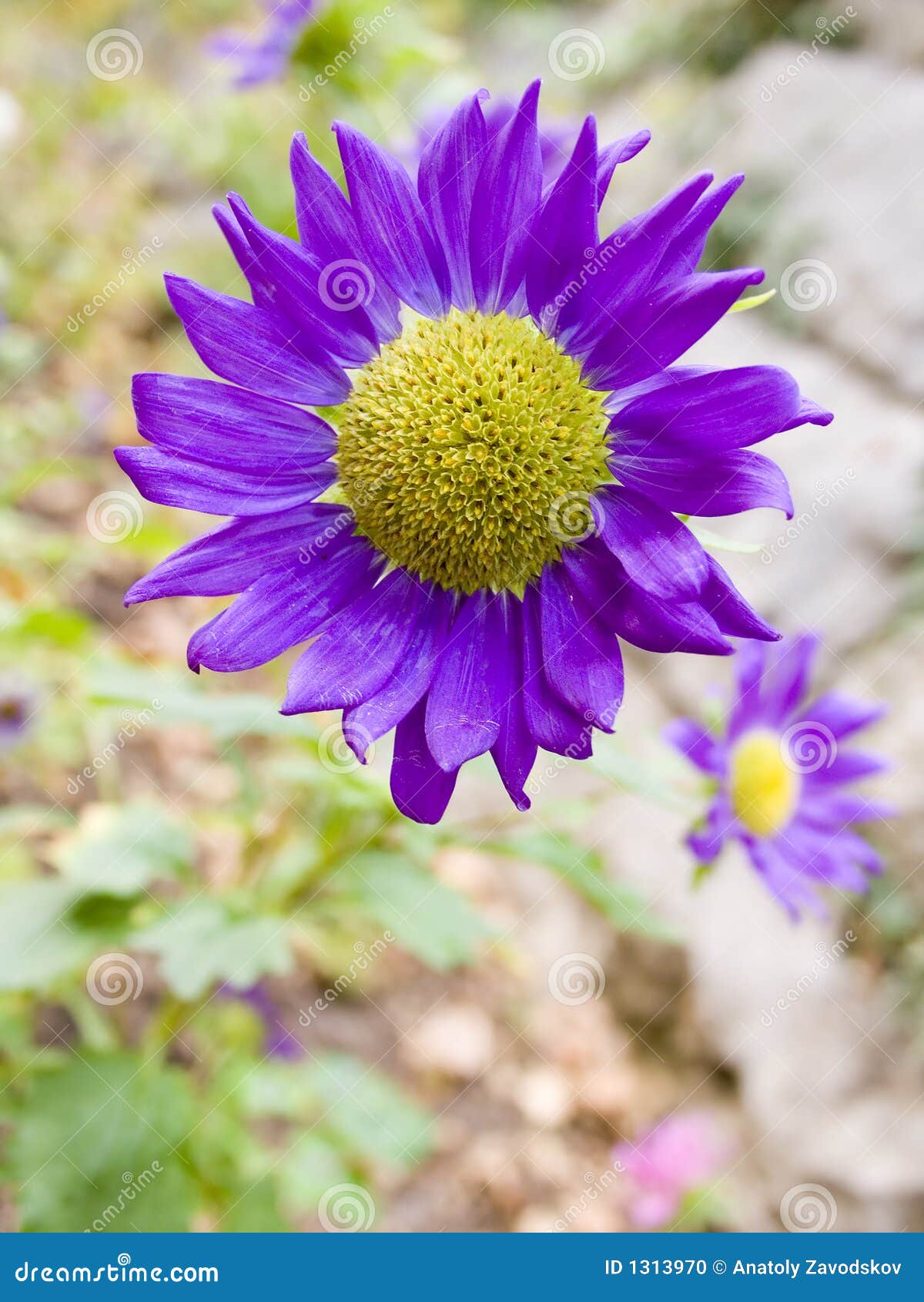 Flower close up stock photo. Image of autumn, floral, beautiful - 1313970