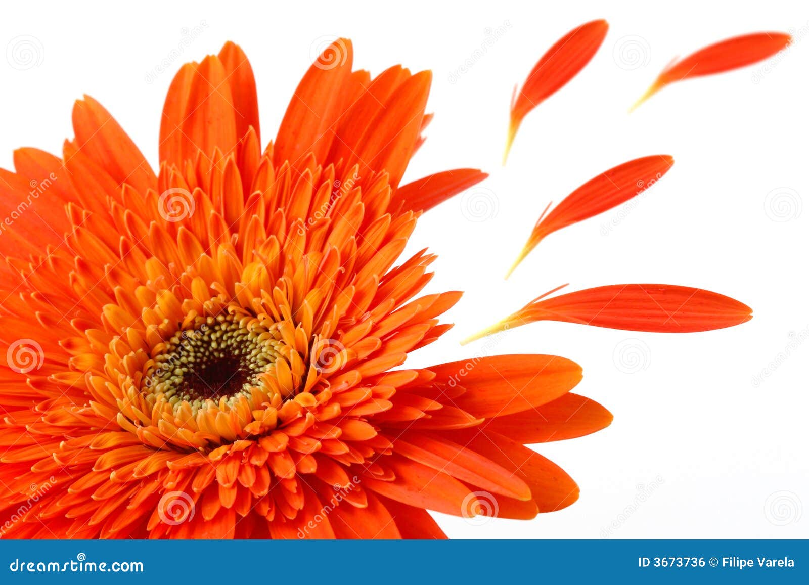 Flower close up stock photo. Image of close, beautiful - 3673736