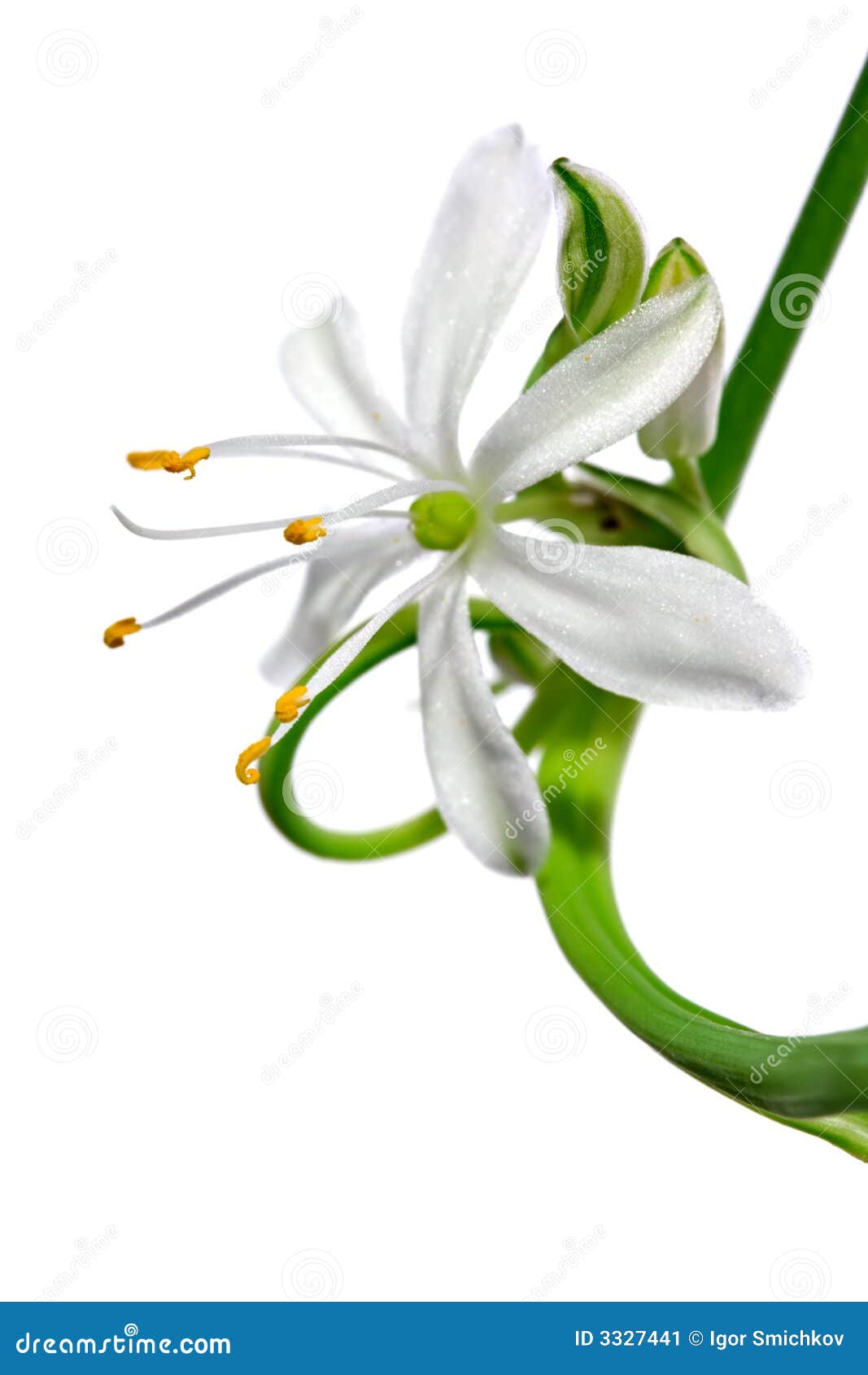 Flower Close-up, Chlorophytum Stock Image - Image of isolated ...