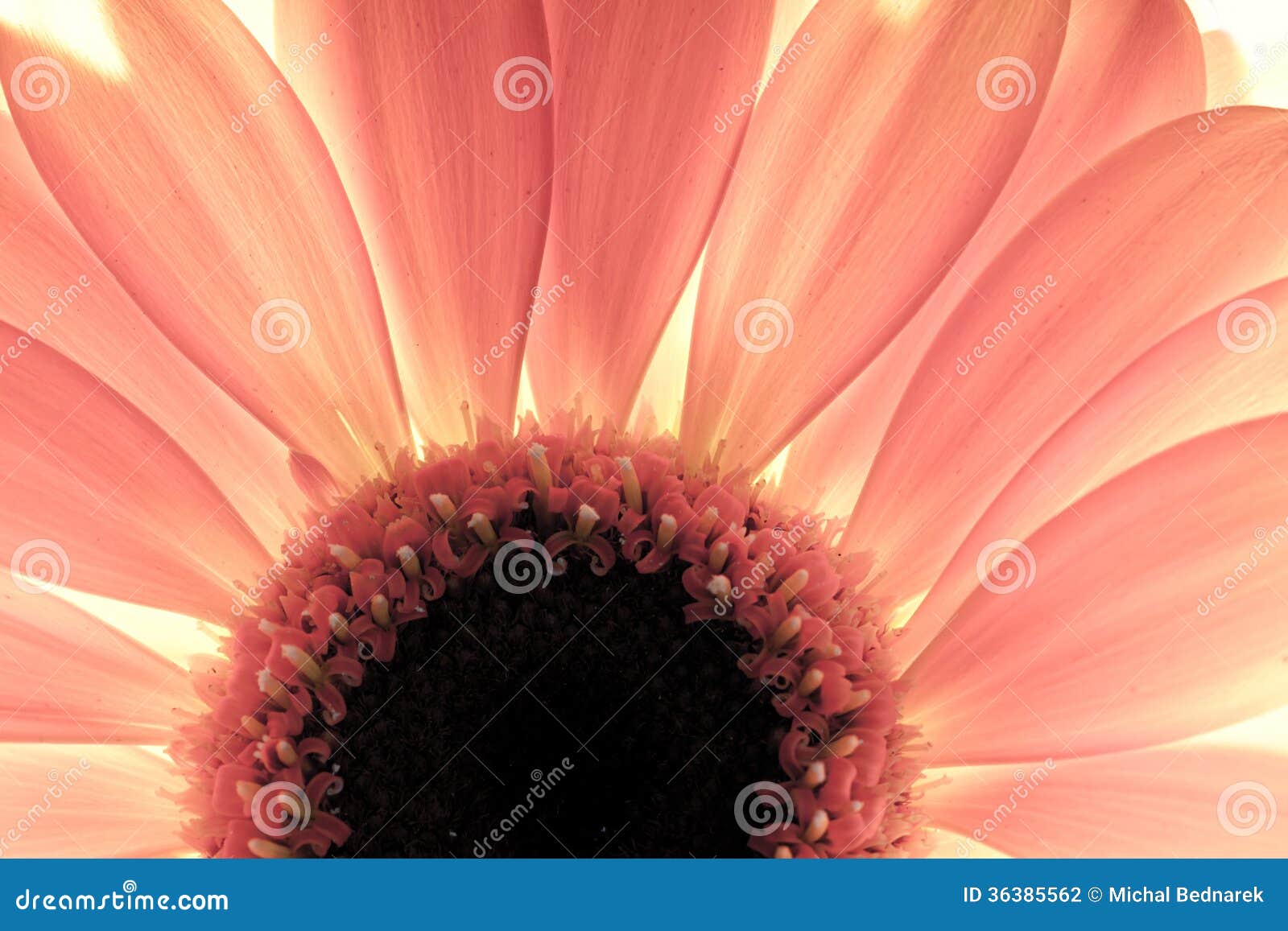 Flower Close-up, Sunlight from Behind Stock Photo - Image of flower ...