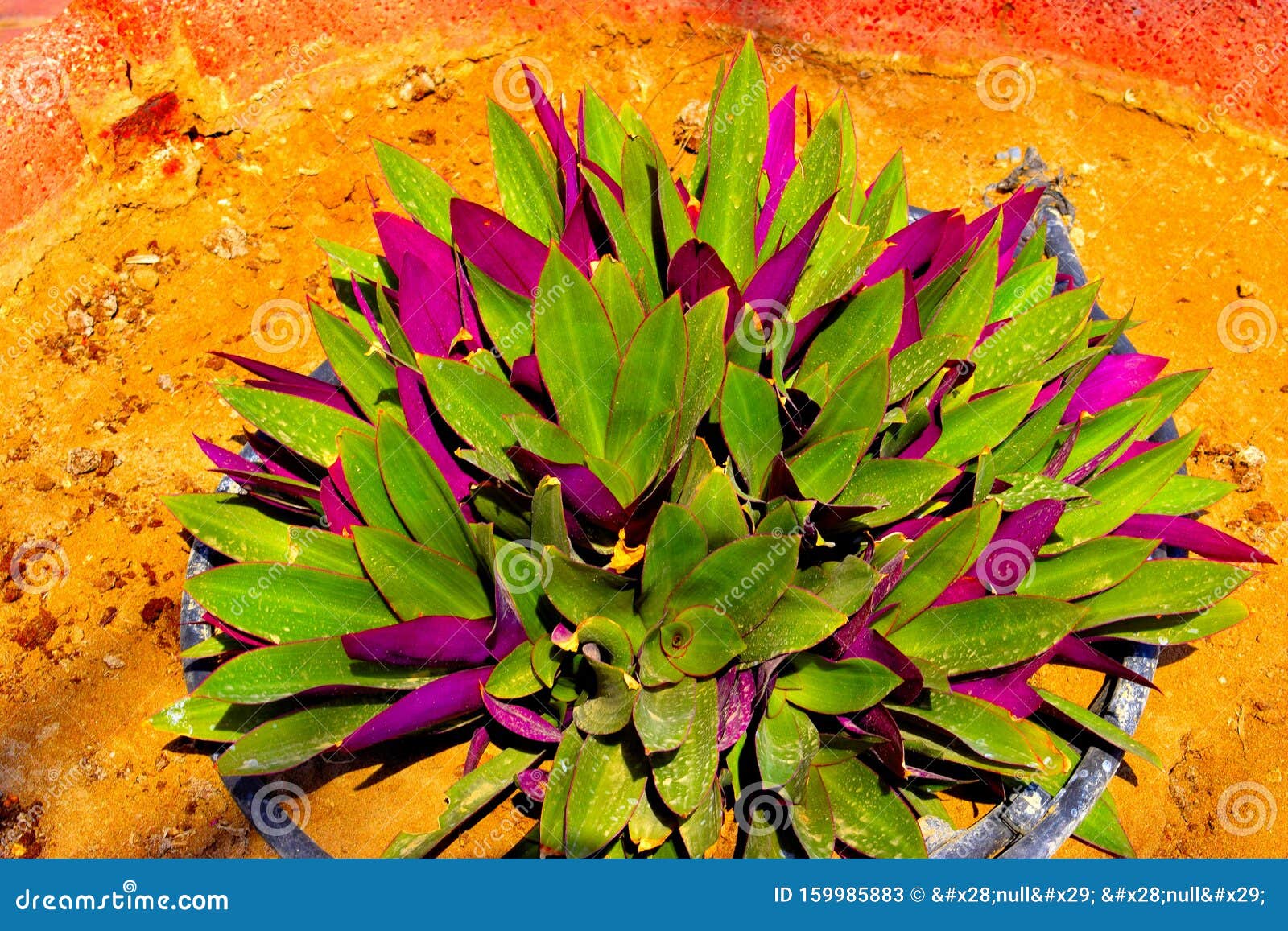 Flower Close View Yellow Nature Stock Image - Image of close, yellow ...