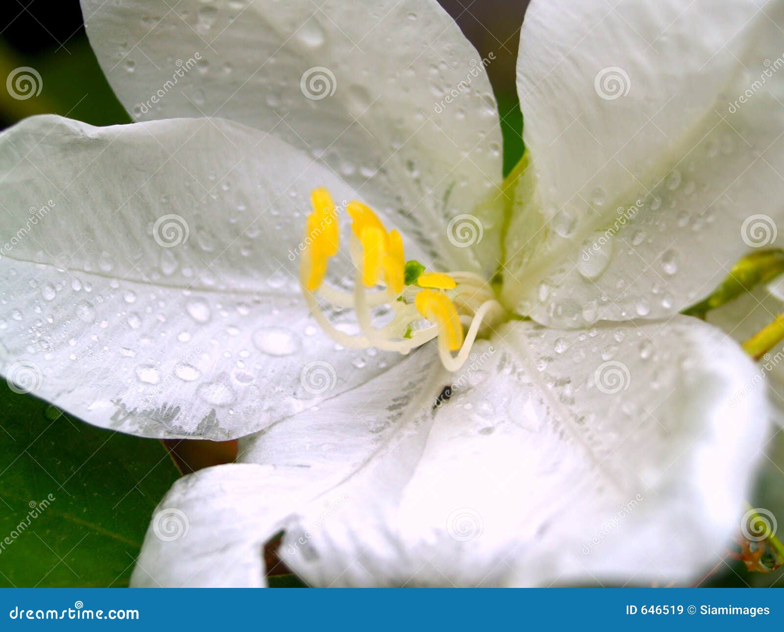 Flower closed up stock image. Image of petals, nursery - 646519