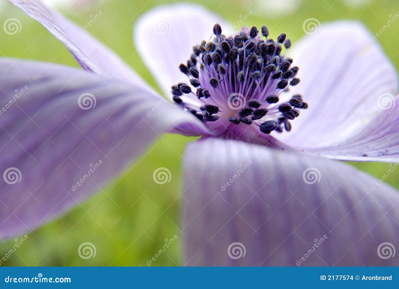 Flower closeup stock photo. Image of spring, closeup, beautiful - 2177574
