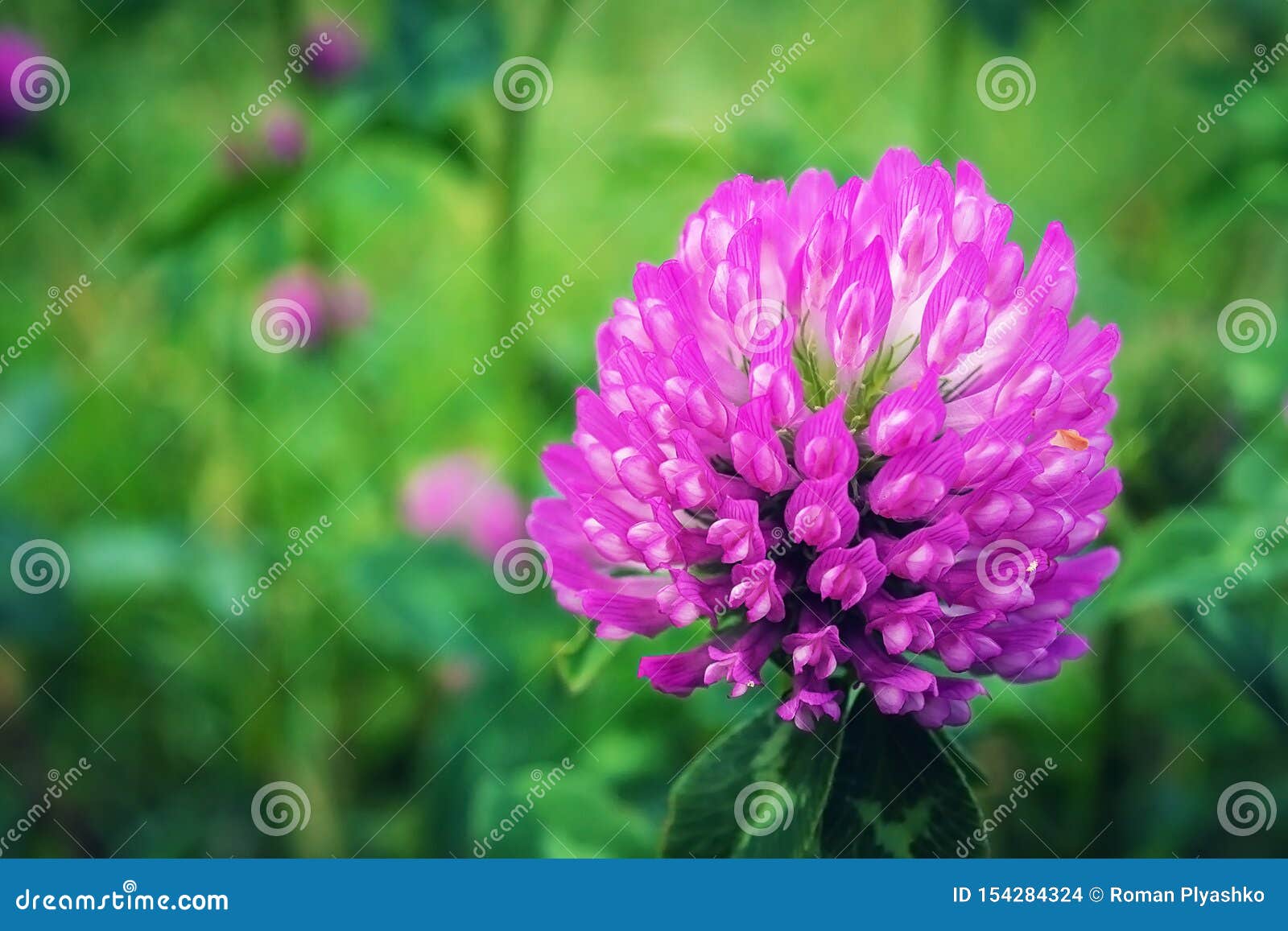 Flower of the Clover. Beautiful Clover Stock Photo - Image of grow ...