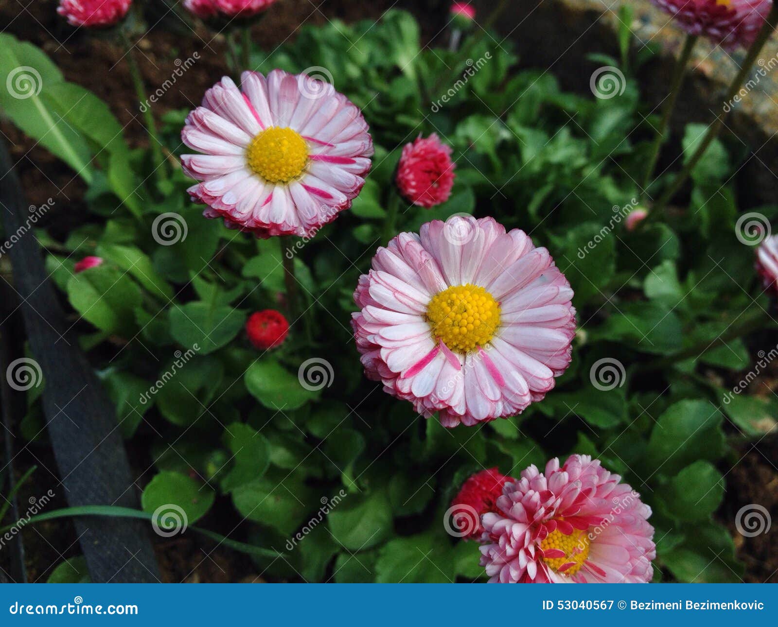 Flower on the clover stock image. Image of natural, delicate - 53040567